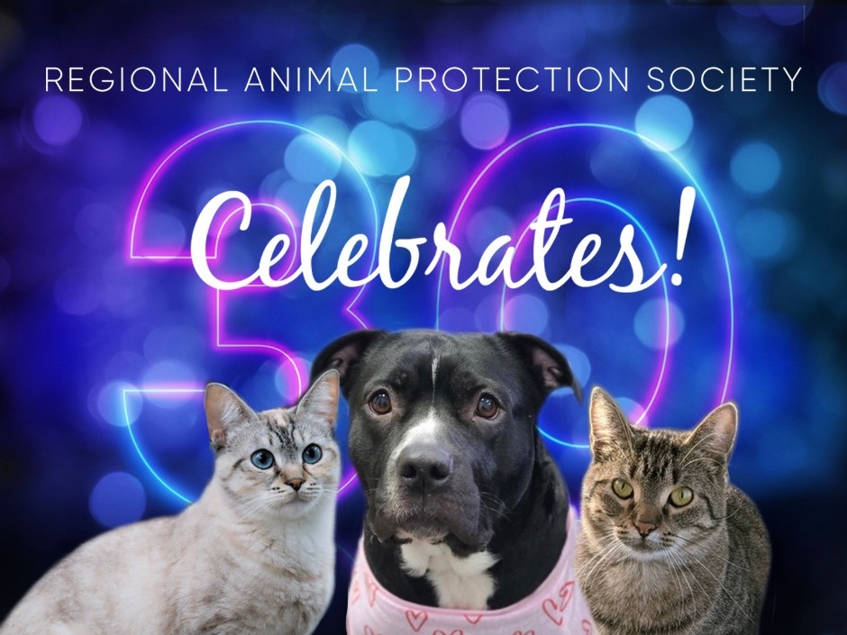 RAPS 2025 Gala | Powered by Givergy